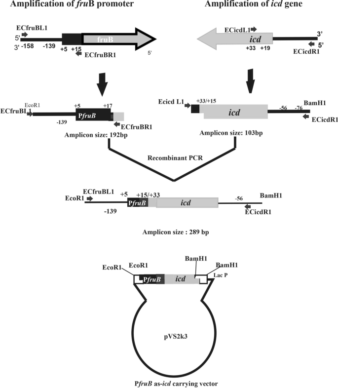 Cra-controlled antisense RNA-downregulation of isocitrate dehydrogenase ...