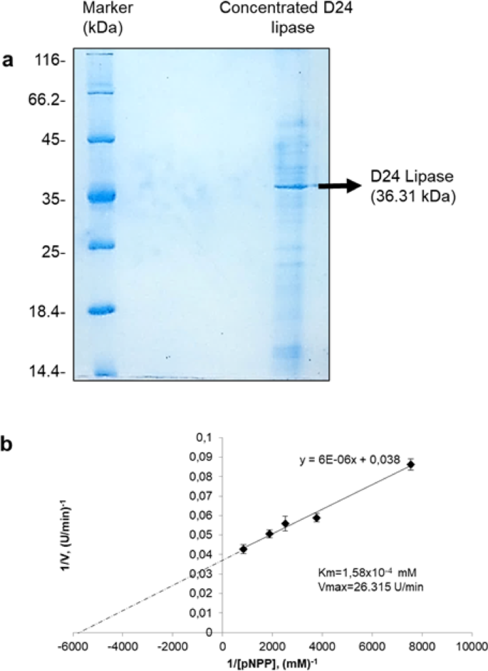 Biochemical characterization of lipase from Cryptococcus albidus (D24 ...