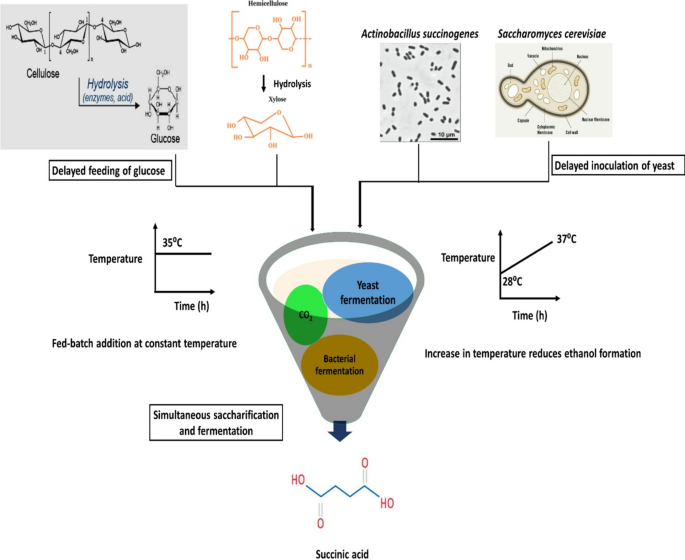 Rising trend in the microbial fermentation for succinic acid production ...