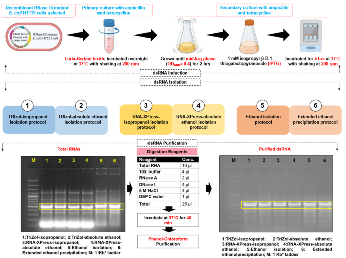 Evaluation of RNA isolation techniques for enhanced dsRNA yield and ...