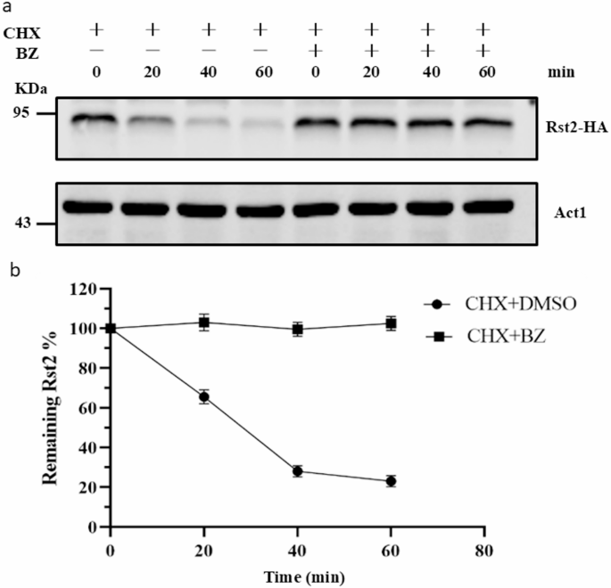E2 ubiquitin-conjugating enzyme Ubc11 regulates Rst2 protein stability ...