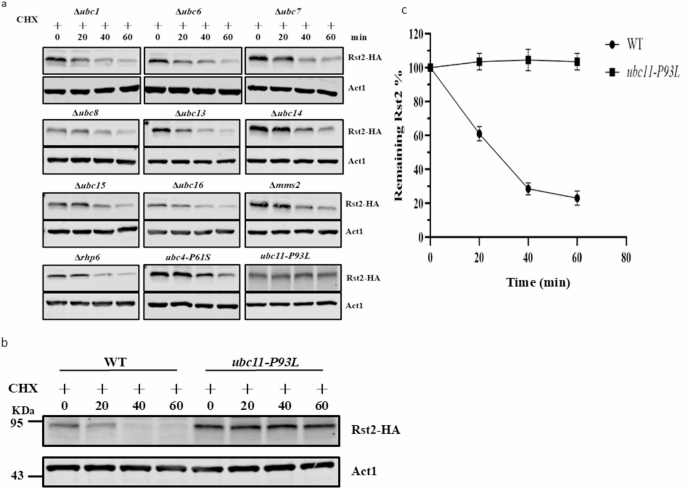 E2 ubiquitin-conjugating enzyme Ubc11 regulates Rst2 protein stability ...