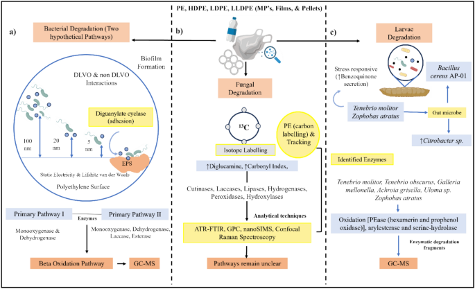 A comprehensive review on microbial degradation of polyethylene ...
