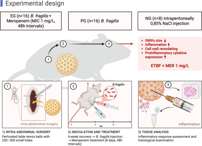 Clinical breakpoint meropenem concentration modulate outer membrane ...