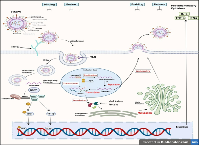 Resurgence of human metapneumovirus: an overview of past and current ...