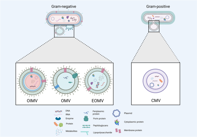 Decoding bacterial extracellular vesicles: A review on isolation and ...