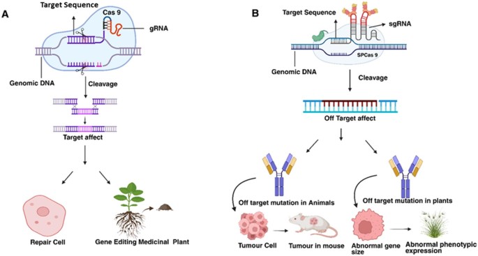 Assessing off-target effects in CRISPR/Cas9: challenges and strategies ...