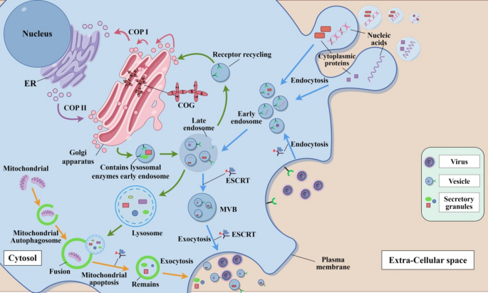 Classification and biogenesis of vesicles, and their roles in the ...
