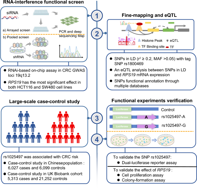 Integrated systematic functional screen and fine-mapping decipher the ...