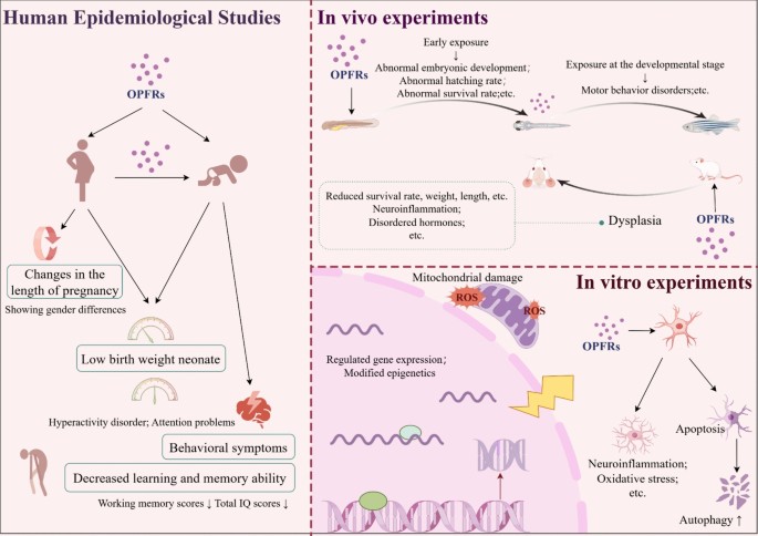 Developmental neurotoxicity of organophosphate flame retardants (OPFRs ...