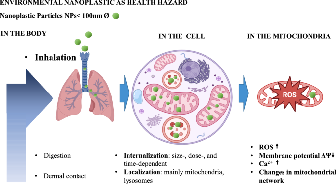 Mitochondrial stress response in lung cells triggered by the inhaled ...