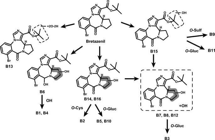 In vivo and in vitro metabolism of the designer benzodiazepine ...
