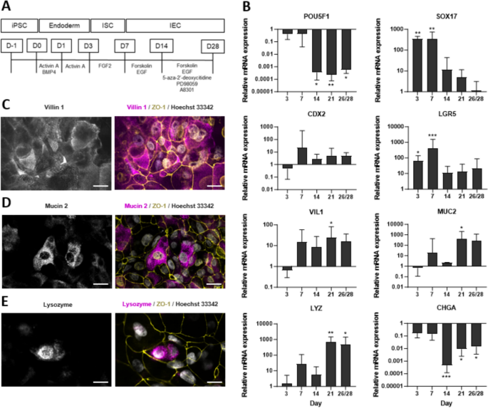 Pro-inflammatory response of human iPSC-derived intestinal epithelial ...