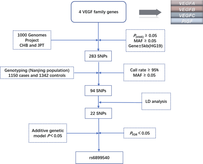 Genetic variants in VEGF gene family enhance colorectal cancer ...