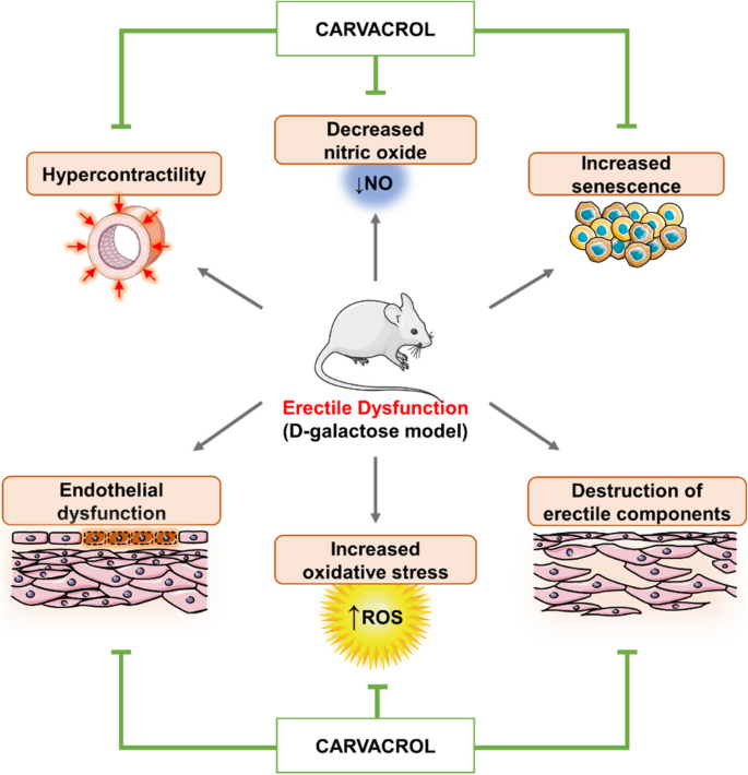Carvacrol prevents D-( +)-galactose-induced aging-associated erectile ...