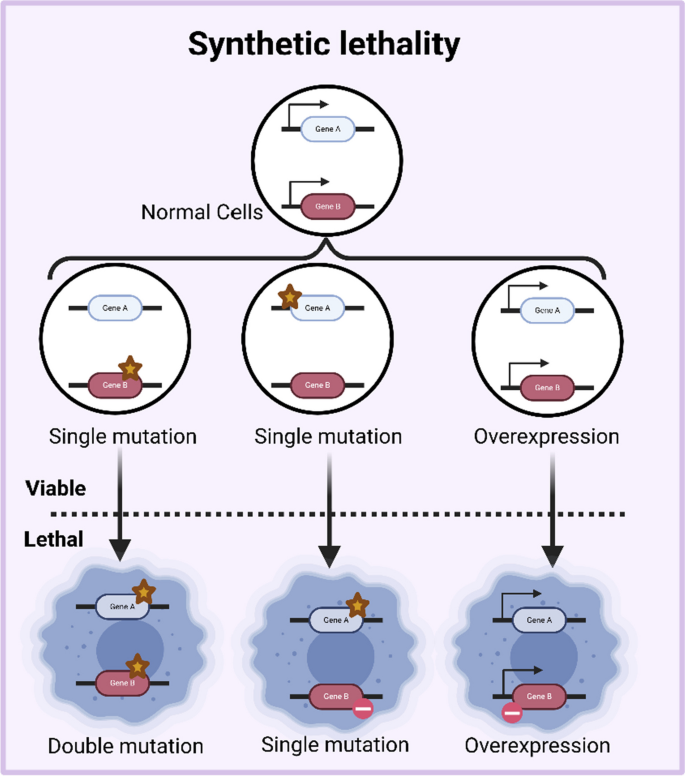 Potential promising of synthetic lethality in cancer research and ...
