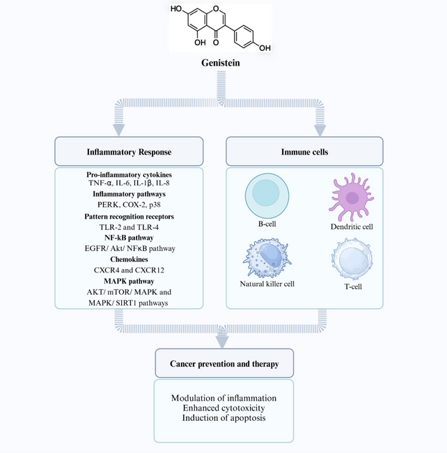 Genistein in focus: pharmacological effects and immune pathway ...