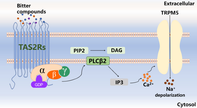 The appearance of bitter taste receptors — inspiration from structure ...