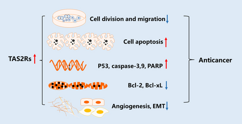 The appearance of bitter taste receptors — inspiration from structure ...