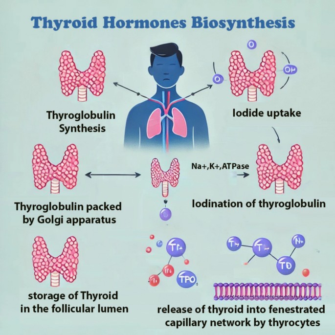 Natural product-based interventions for thyroid disorders: mechanisms ...