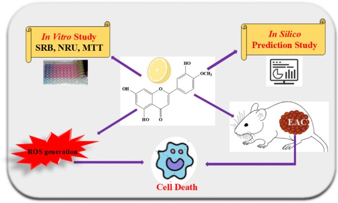 Antitumor effects of diosmetin in Ehrlich ascites carcinoma mouse model ...