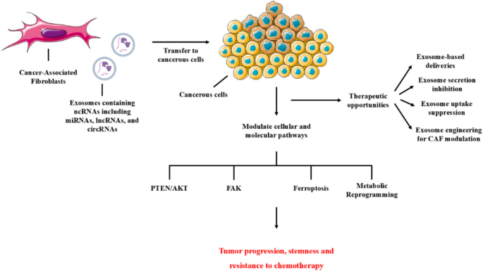 CAF-derived exosomes: orchestrators of dysregulated signaling pathways ...