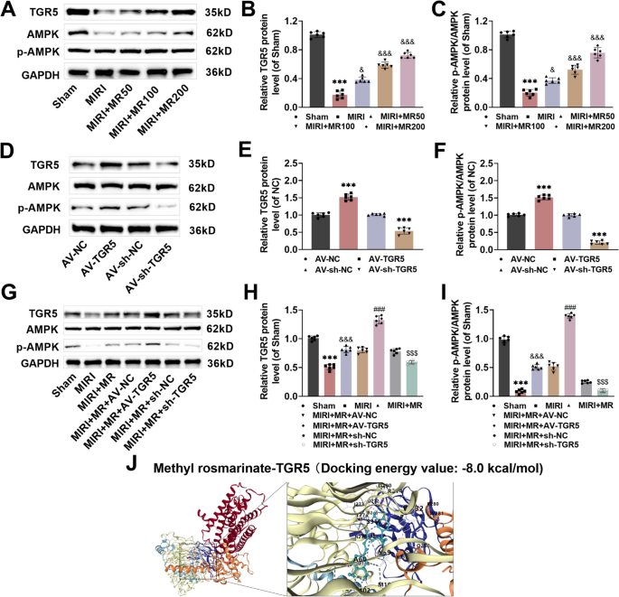 Methyl rosmarinate alleviates myocardial ischemia–reperfusion injury in ...