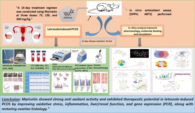 Myricetin ameliorates letrozole-induced PCOS in female rats—a ...