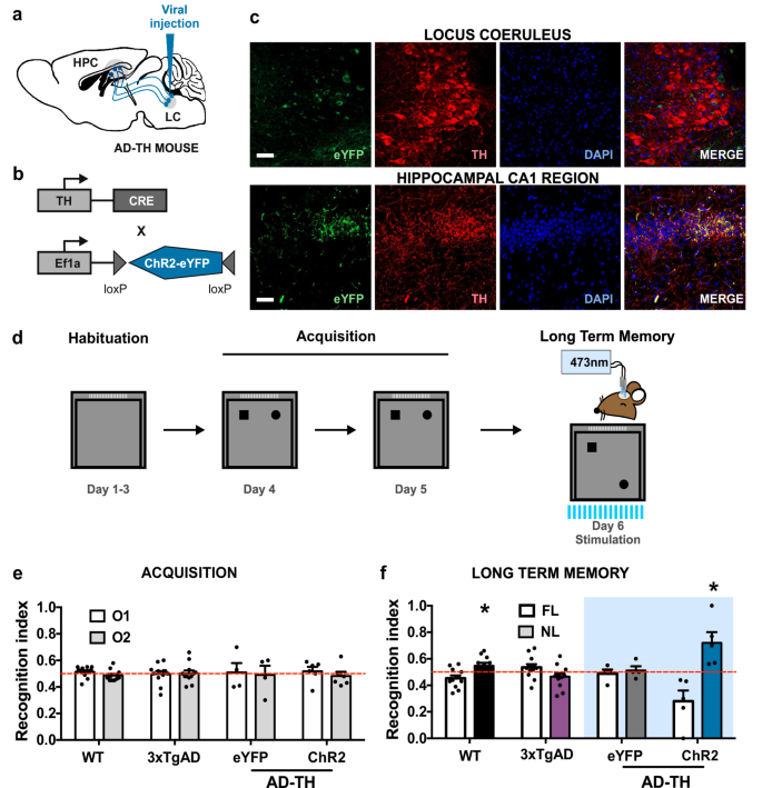 Photostimulation of locus coeruleus CA1 catecholaminergic terminals ...