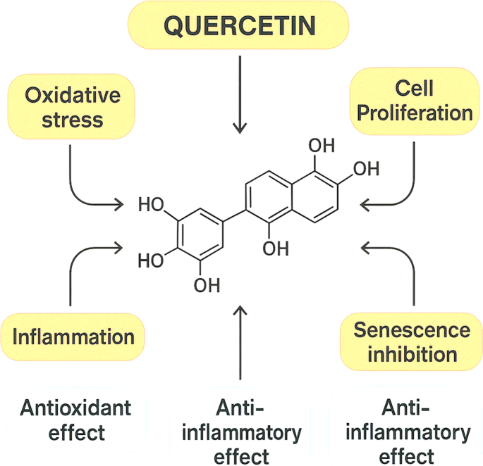 The quercetin-serotonin transporter (SERT) connection: a new hope for ...