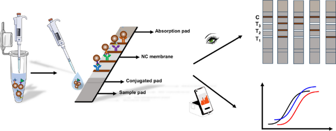 Establishment of a multi-line immunochromatography based on magnetic ...