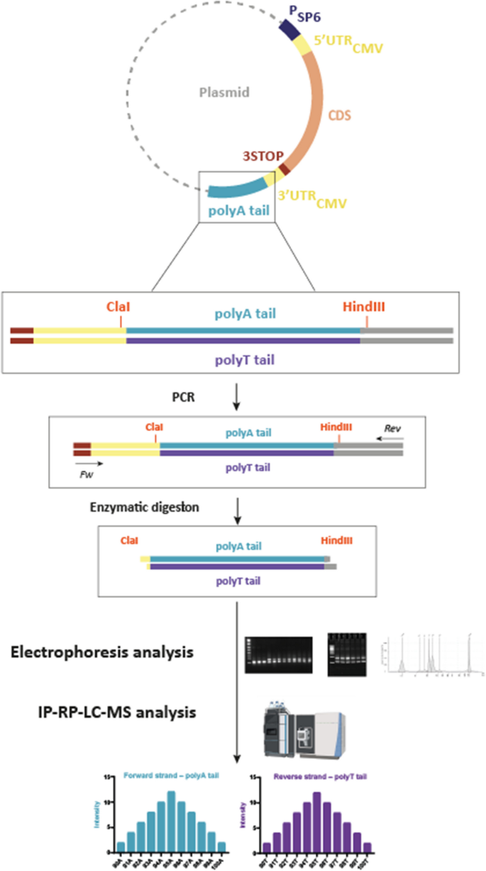 Characterization of poly(A) and poly(T) tail lengths in plasmid DNA by ...