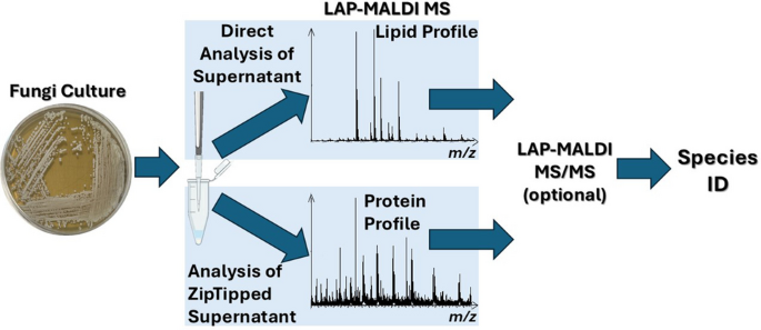 Speciation analysis of fungi by liquid atmospheric pressure MALDI mass ...