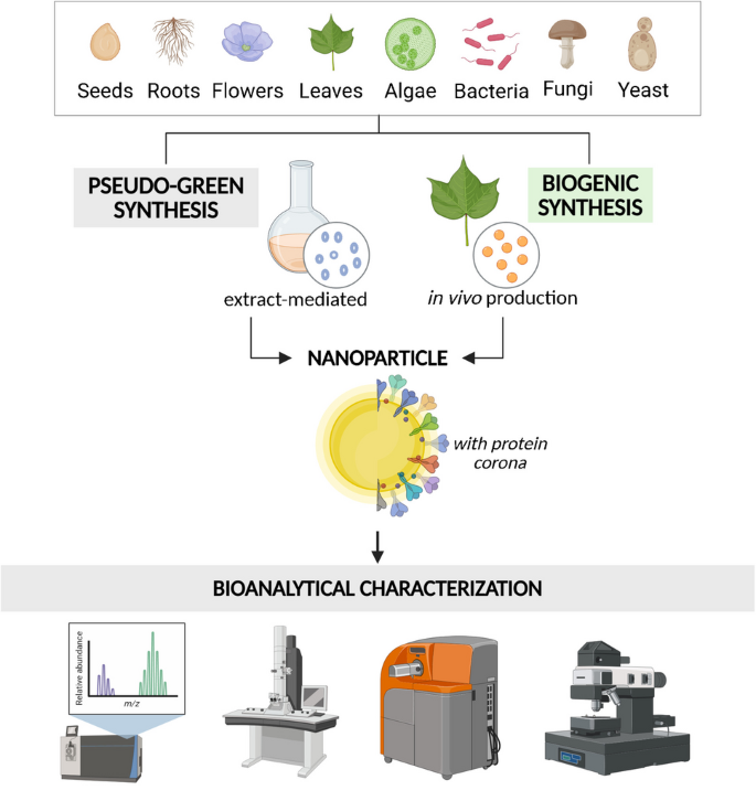 Deciphering the formation of biogenic nanoparticles and their protein ...