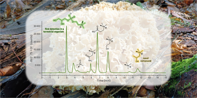 A unique arsenic profile with unusual arsenic compounds discovered in ...