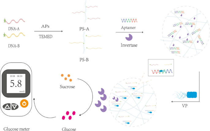 Biosensor of Vibrio parahaemolyticus based on DNA hydrogel–encapsulated ...