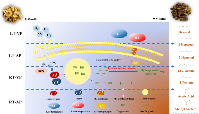 Exploring the lipid changes and oxidative degradation mechanisms during ...