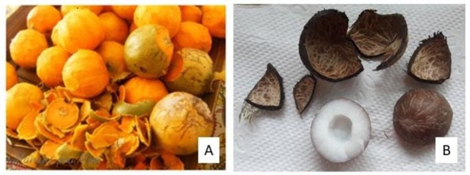 Chemical, nutritional, antinutritional, and technological ...