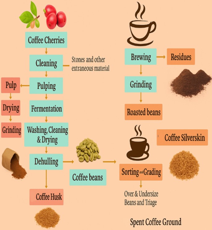 Coffee beans chemical composition, processing and physiological nature ...