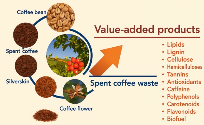 Coffee beans chemical composition, processing and physiological nature ...