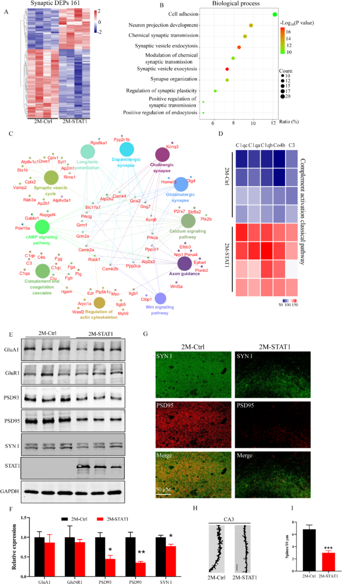 Proteomics revealed the underlying mechanism of STAT1-induced cognitive ...