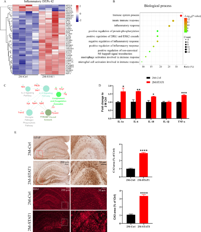 Proteomics revealed the underlying mechanism of STAT1-induced cognitive ...