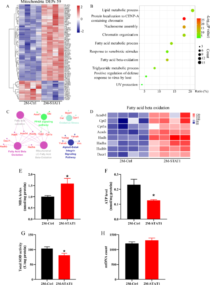 Proteomics revealed the underlying mechanism of STAT1-induced cognitive ...