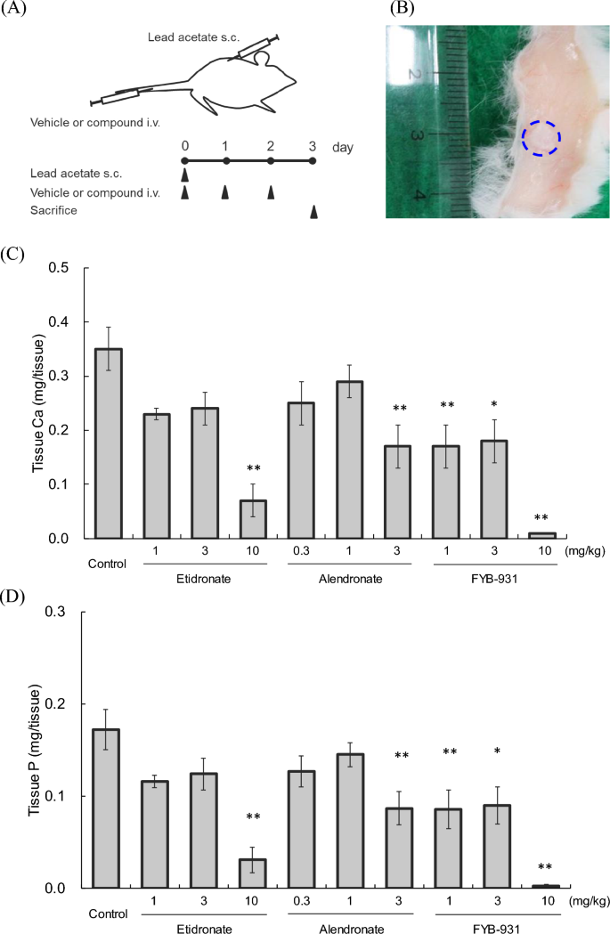 Lead Acetate-Injected Mice is an Animal Model for Extrapolation of ...