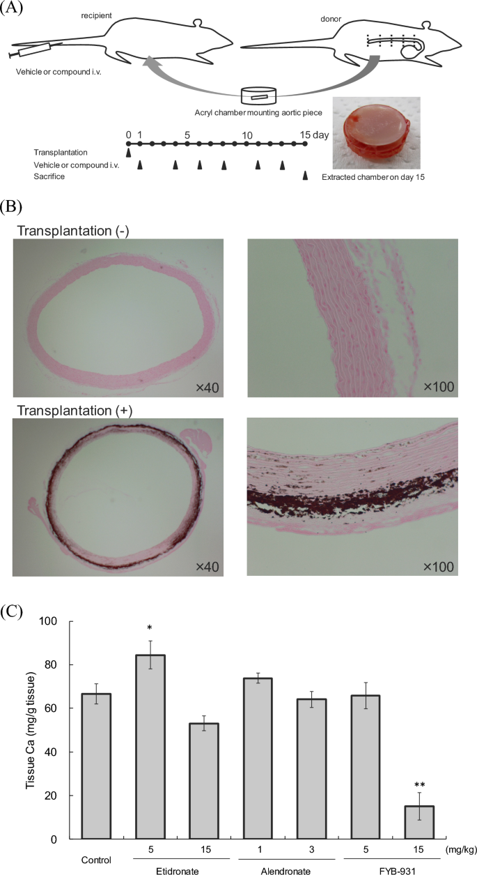 Lead Acetate-Injected Mice is an Animal Model for Extrapolation of ...