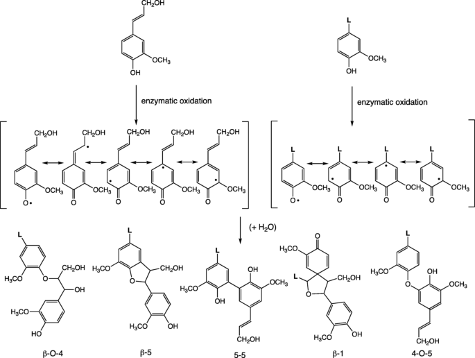 Comment on the structure of softwood lignin | Wood Science and Technology