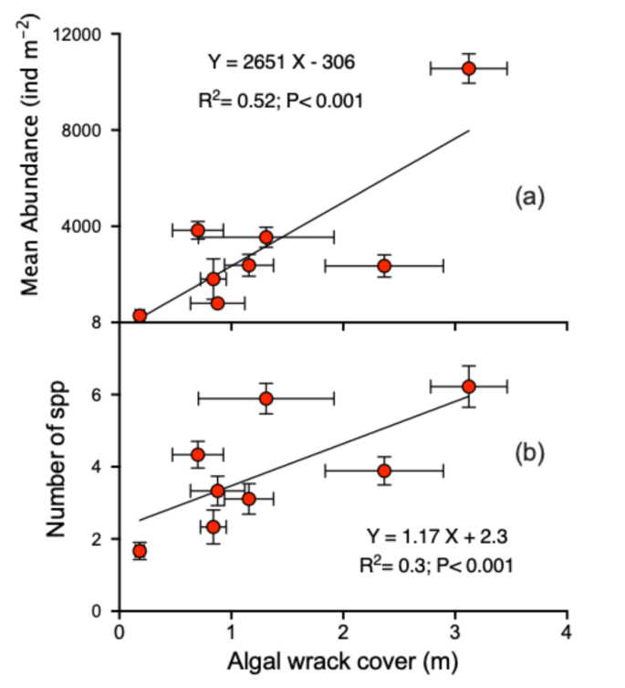 Coupling between landward and seaward fringes of sandy beaches: algal ...