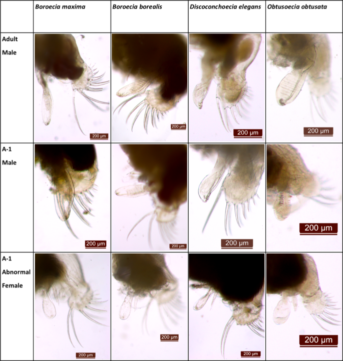 A decade of reproductive abnormalities in pelagic ostracods observed at ...