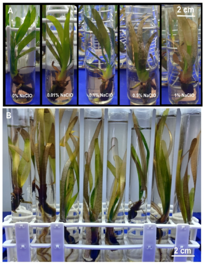 Disinfection methods to obtain axenic cultures of Posidonia oceanica ...