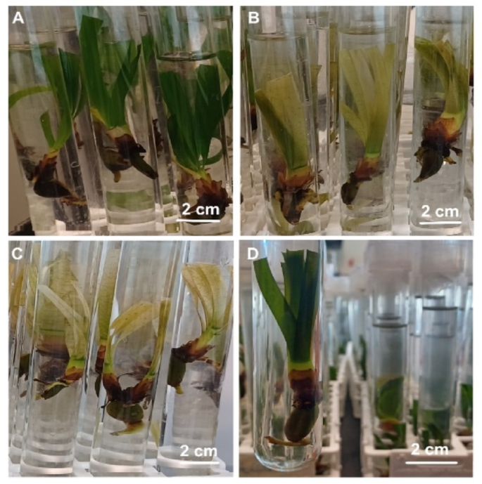 Disinfection methods to obtain axenic cultures of Posidonia oceanica ...